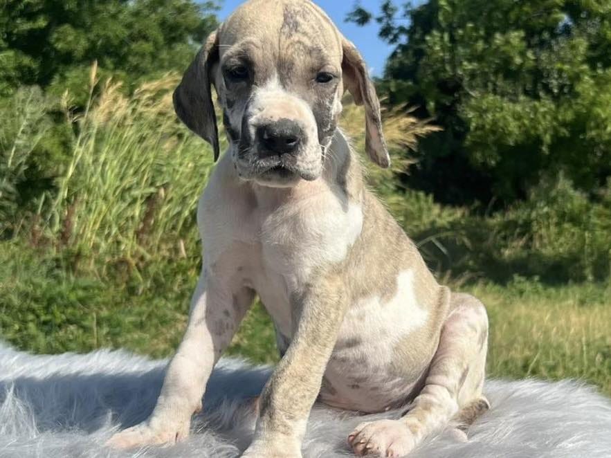 Great Dane Puppies for Sale | Great dane puppies for sale near me