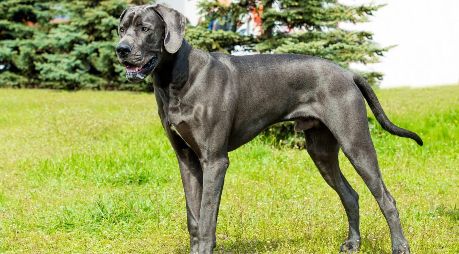 How Much Do Great Danes Weigh | Size, Growth & Care Tips