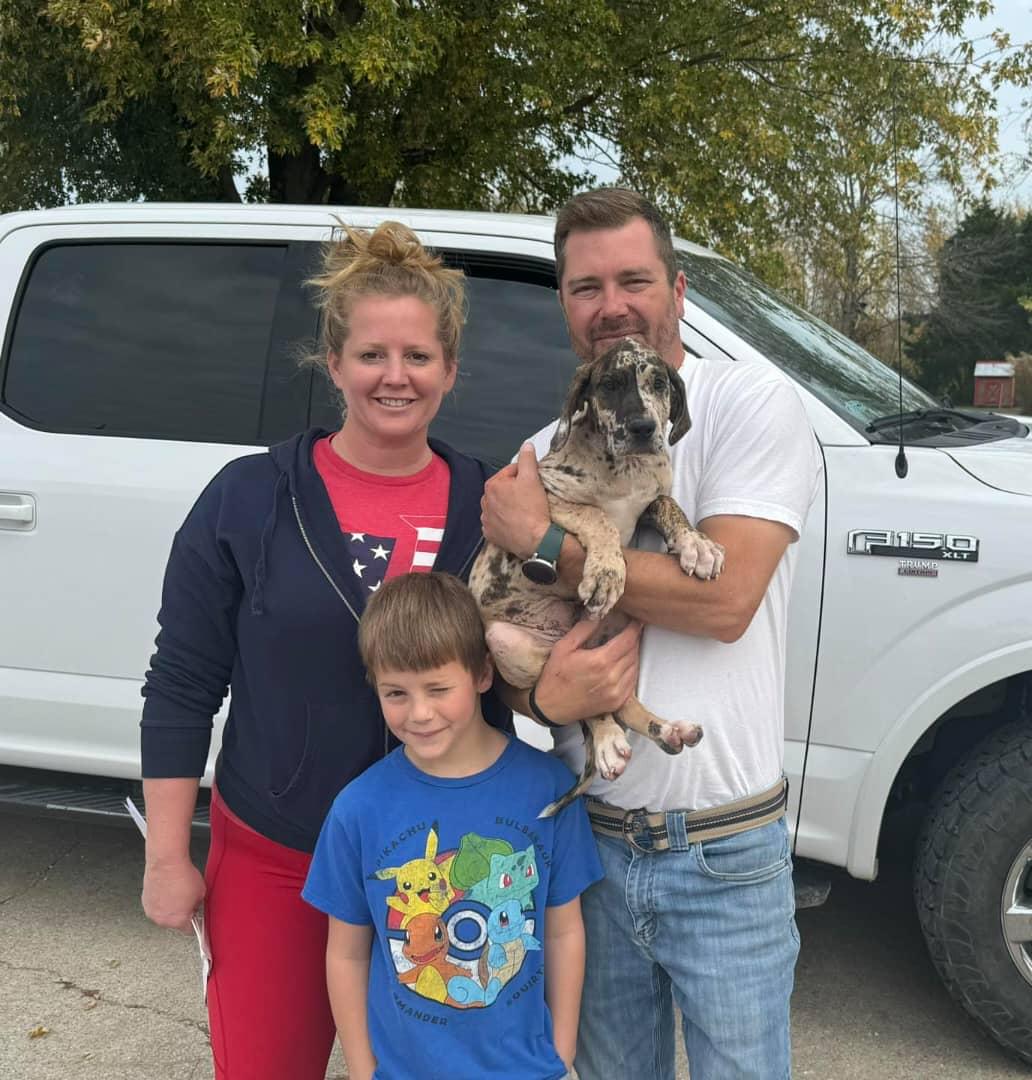 Great Dane Puppies for Sale | Great dane puppies for sale near me